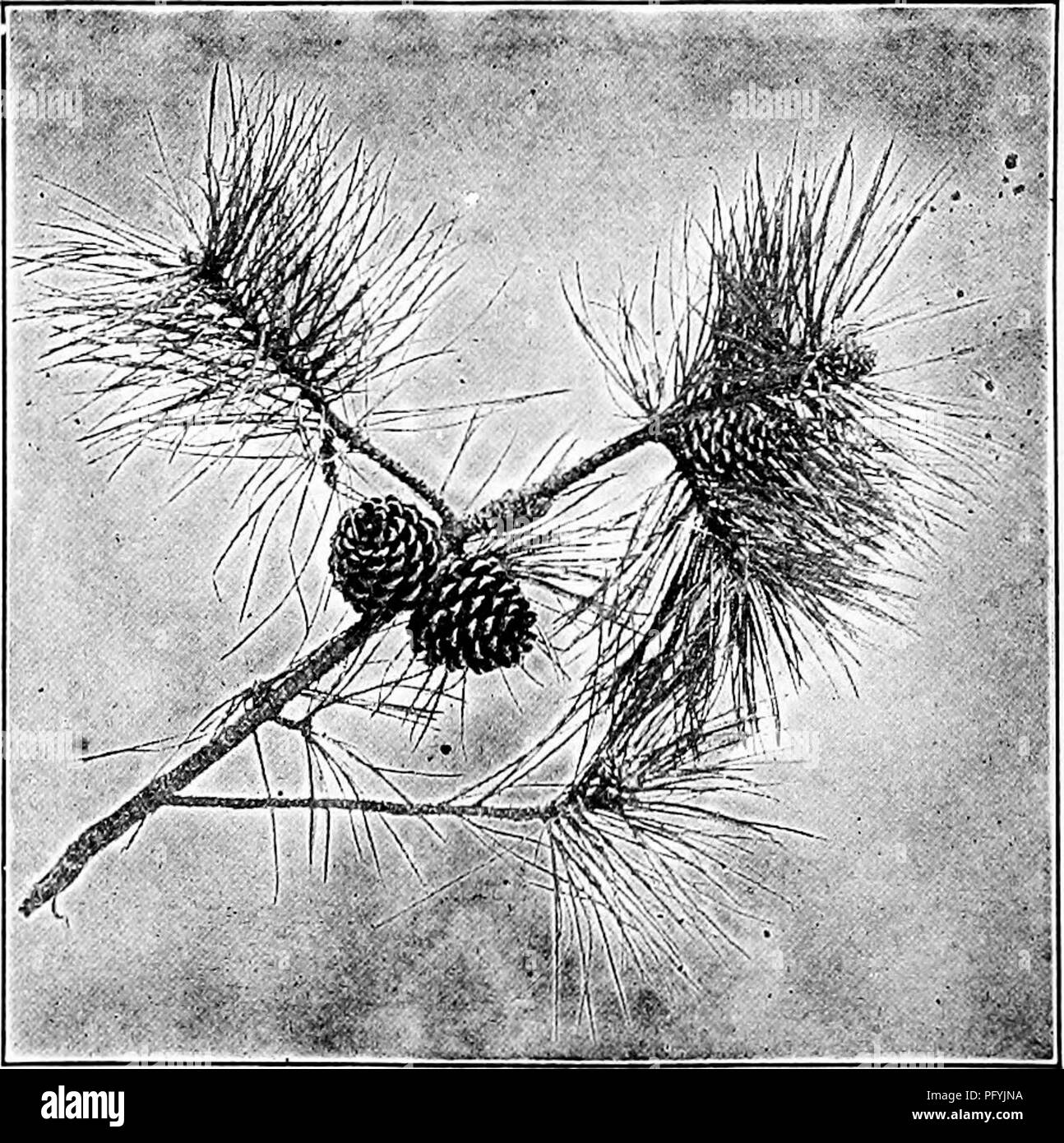 This handbook, based on the Cornell nature-study leaflets, offers ...