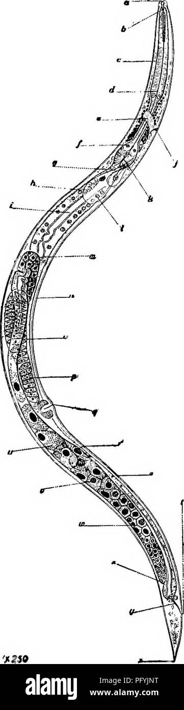 Semi parasitic Black and White Stock Photos & Images - Alamy