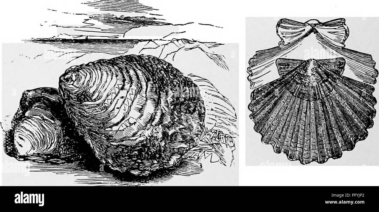 Pellucid Black and White Stock Photos & Images - Alamy