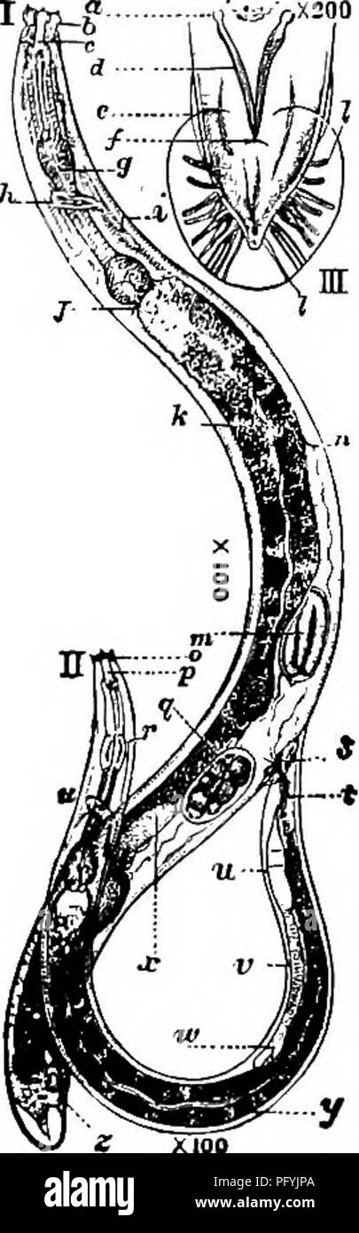 This detailed illustration from a freshwater biology study focuses on ...