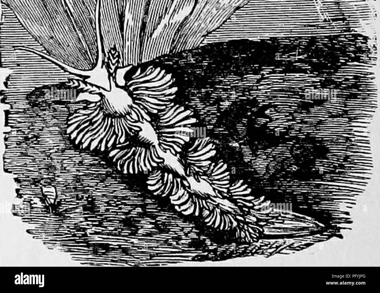 A popular guide to the natural history of mollusks, focusing on species ...