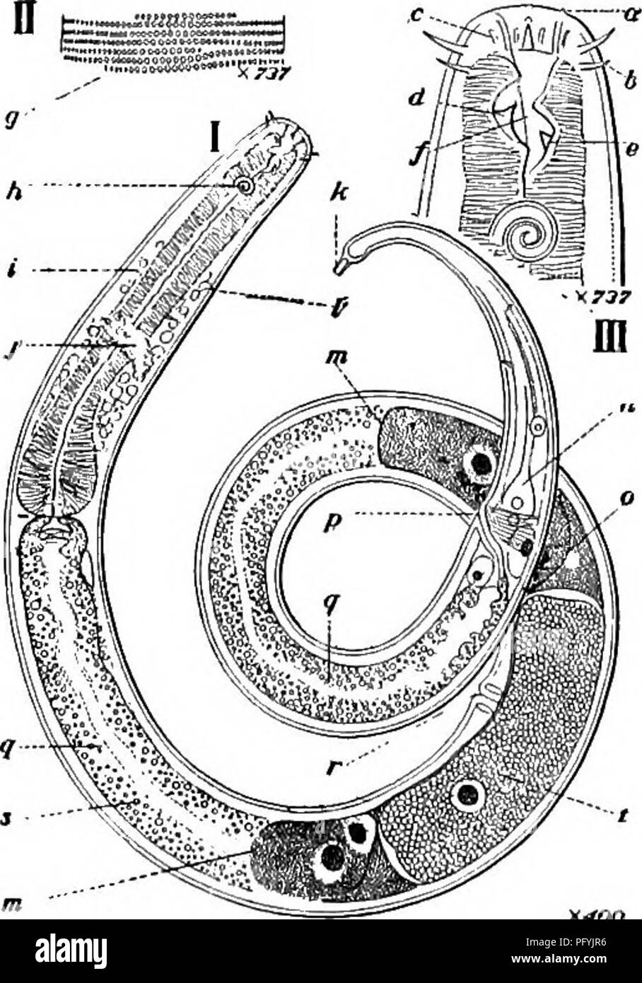 . Fresh-water biology. Freshwater biology. .« •>. . .1?. . •48' 66. I.J ...