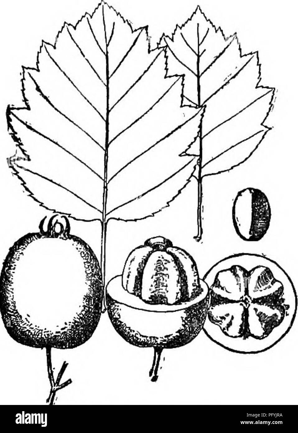 W 1 5 1 Cut Out Stock Images & Pictures - Alamy