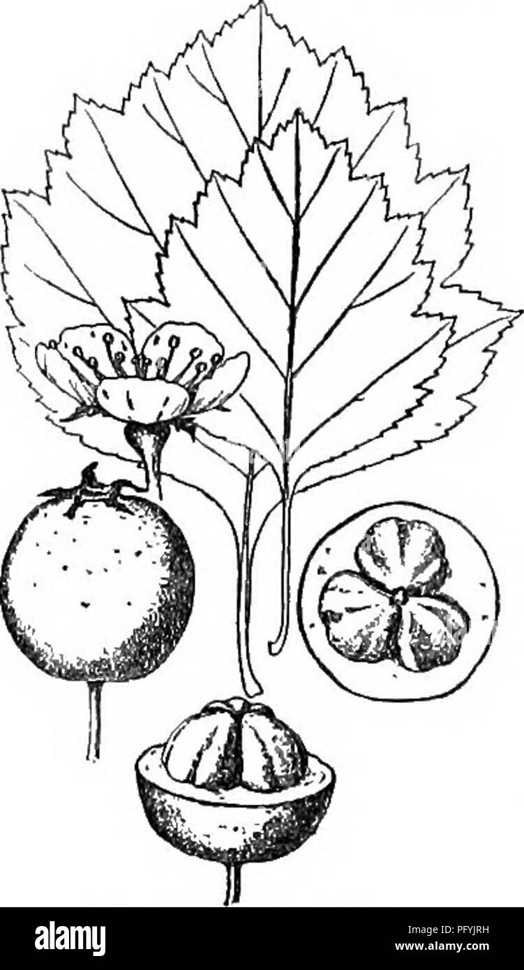 12 4 10 7 8 cm hi-res stock photography and images - Alamy