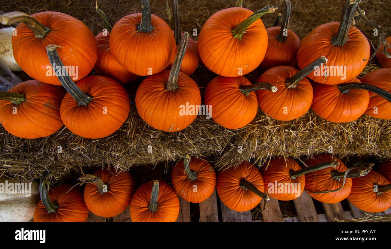 Giving pumpkins hi-res stock photography and images - Alamy