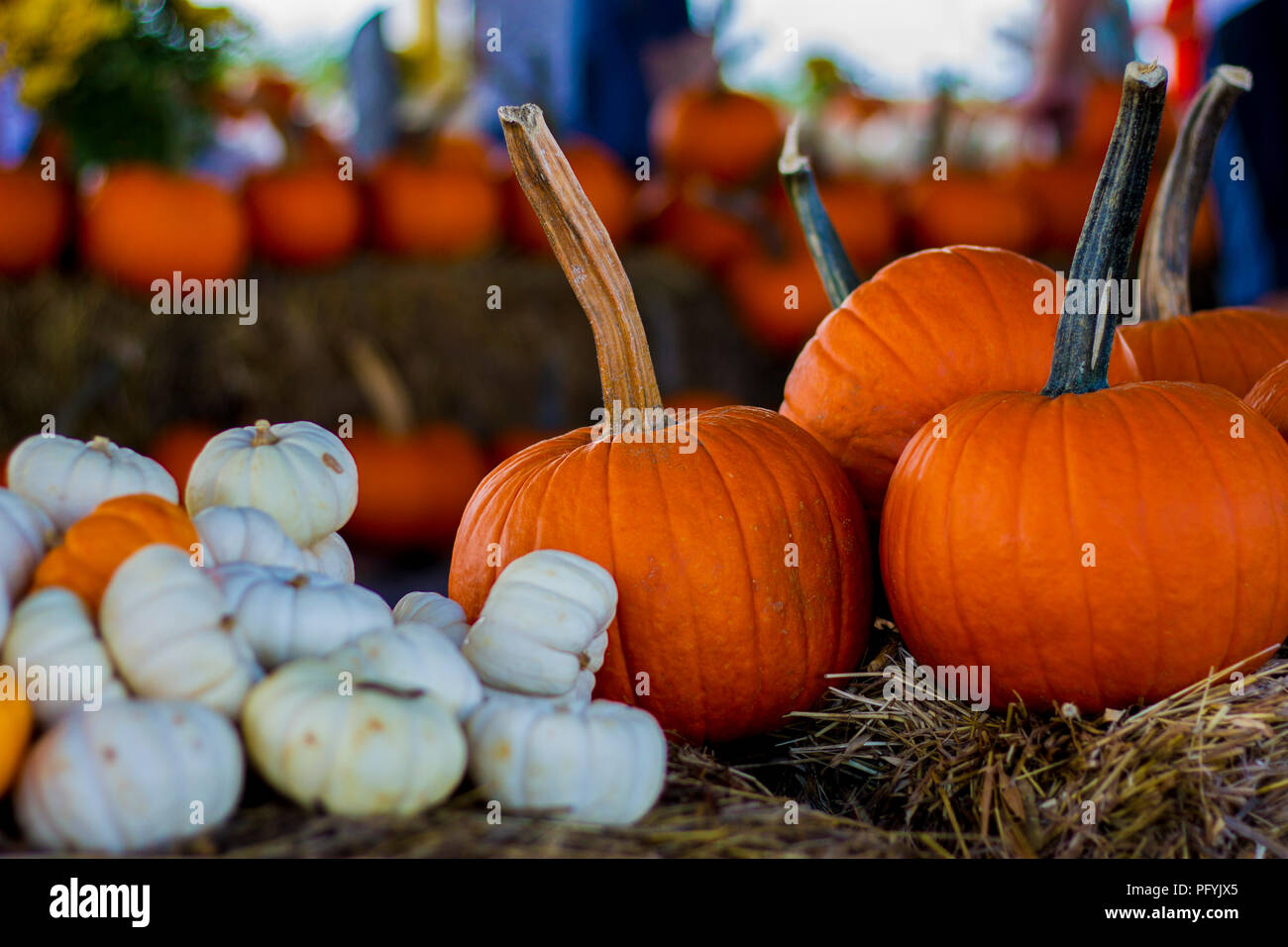 Giving pumpkins hi-res stock photography and images - Alamy