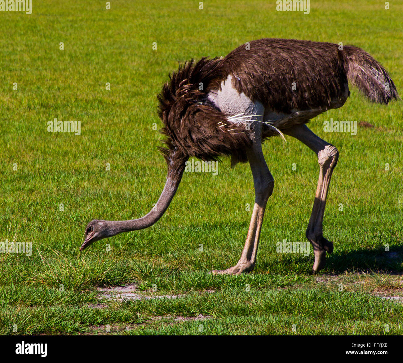 Ostrich sea hi-res stock photography and images - Alamy
