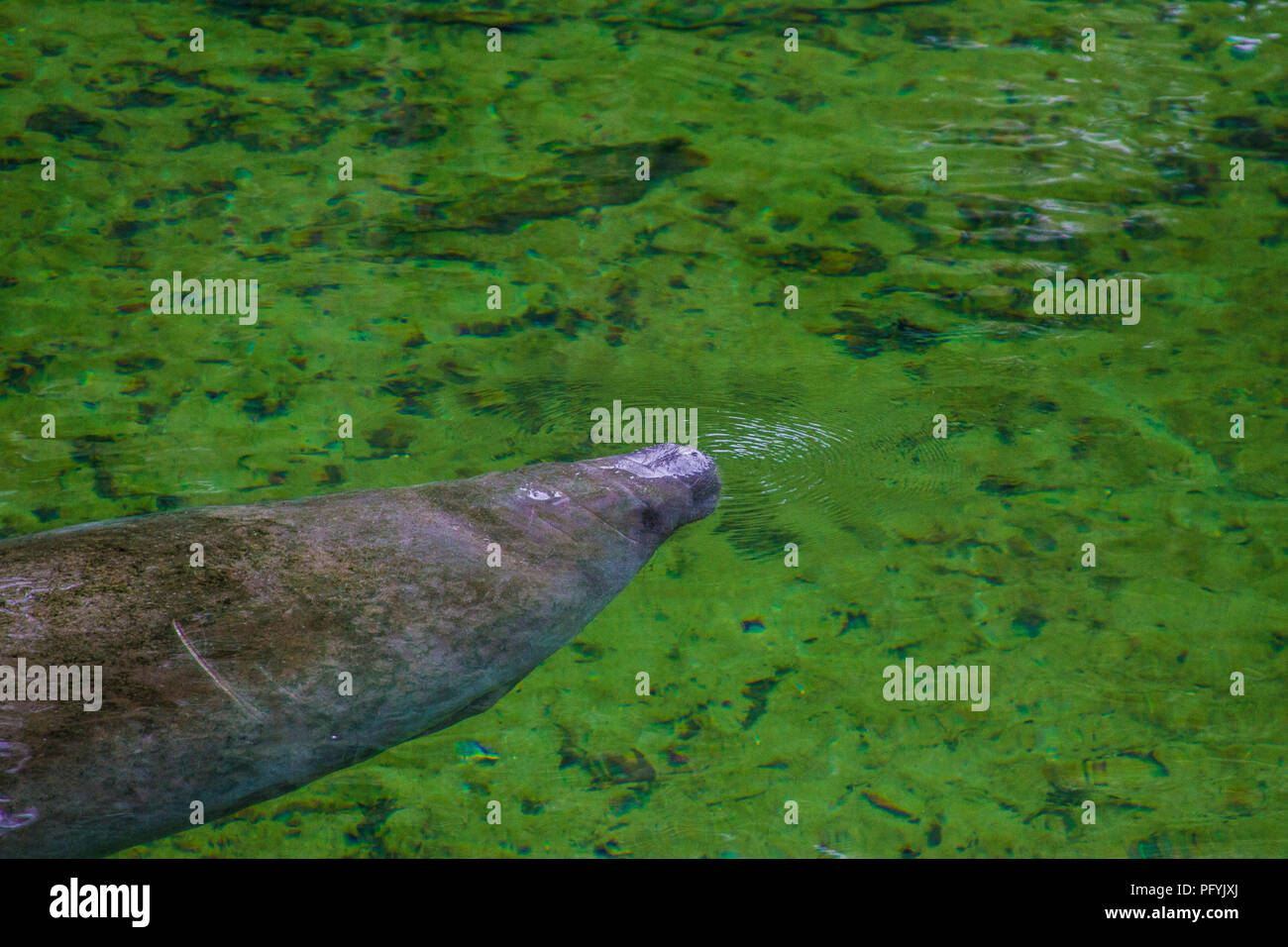 Manatee take a breath Stock Photo - Alamy