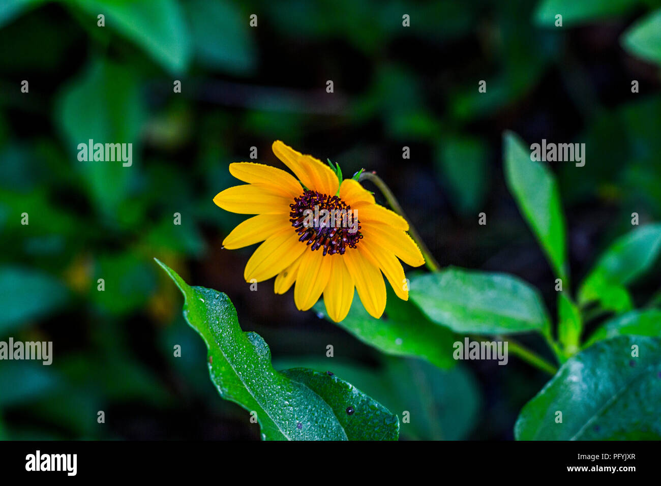 Roe flower hi-res stock photography and images - Alamy