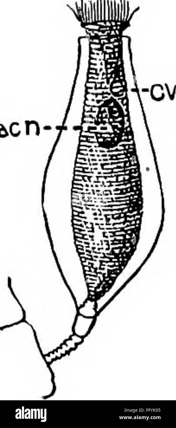 This work on freshwater biology focuses on the study of ciliate ...