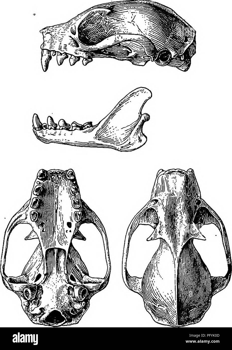 This work offers a detailed classification of bat species, examining ...