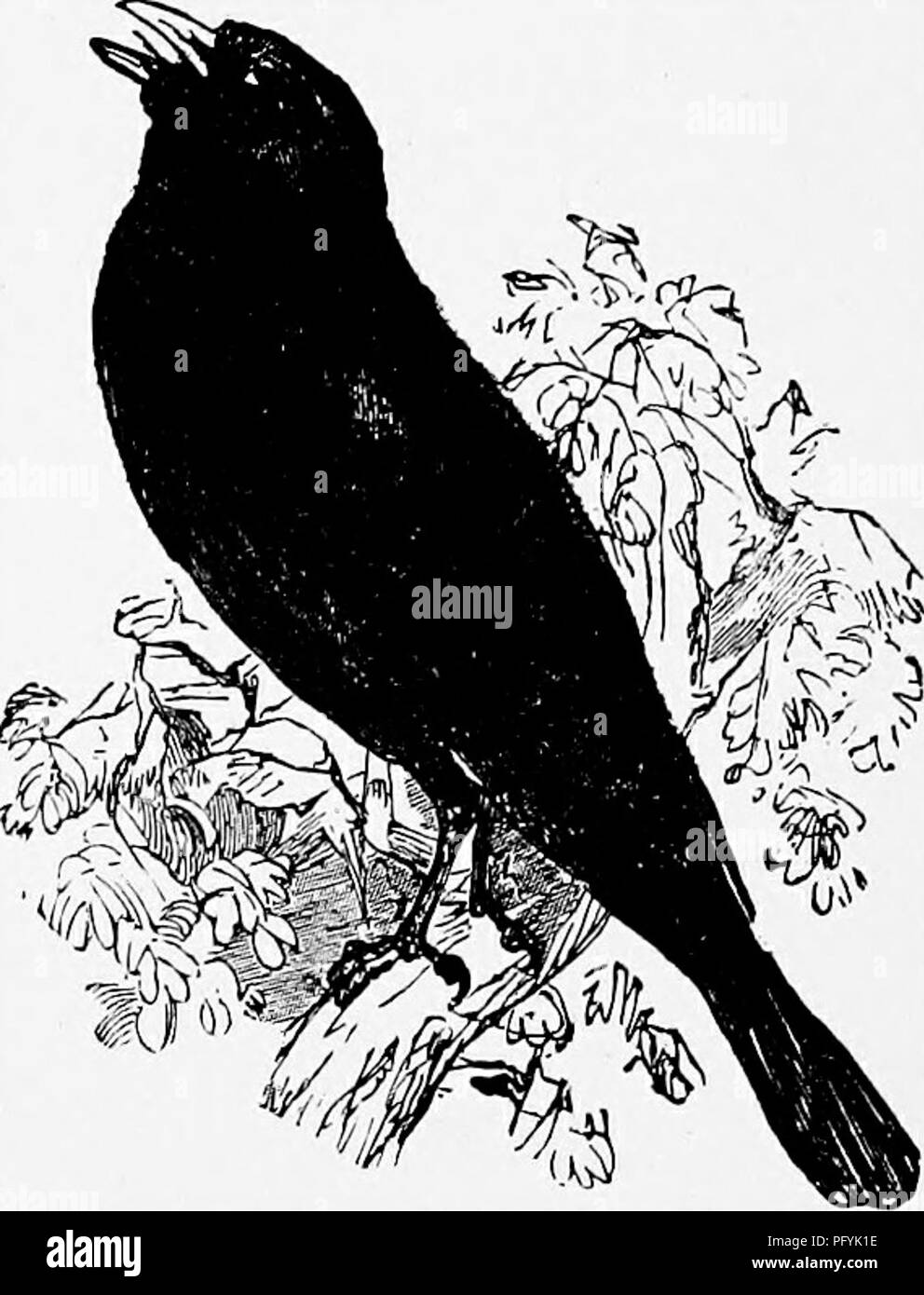 Lining nest Black and White Stock Photos & Images - Alamy