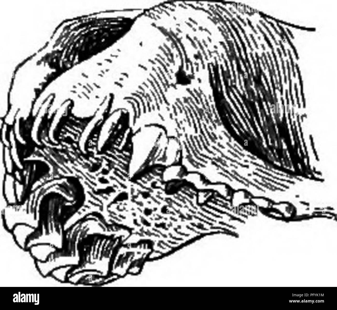 This work provides detailed illustrations and descriptions of bat ...