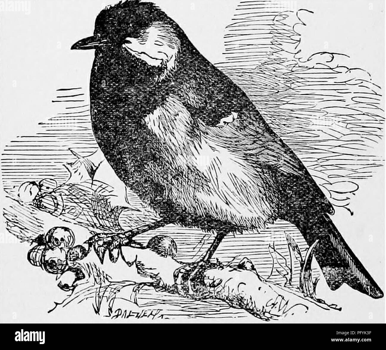 Ordinary sparrow hi-res stock photography and images - Alamy