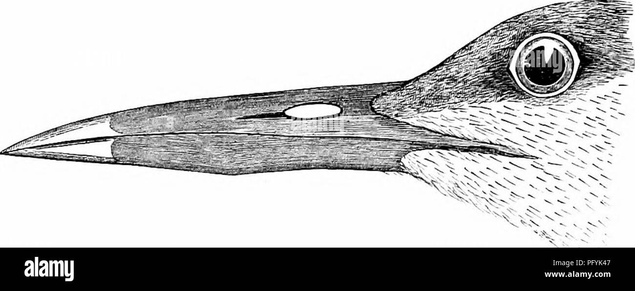 Nasal groove hi-res stock photography and images - Alamy