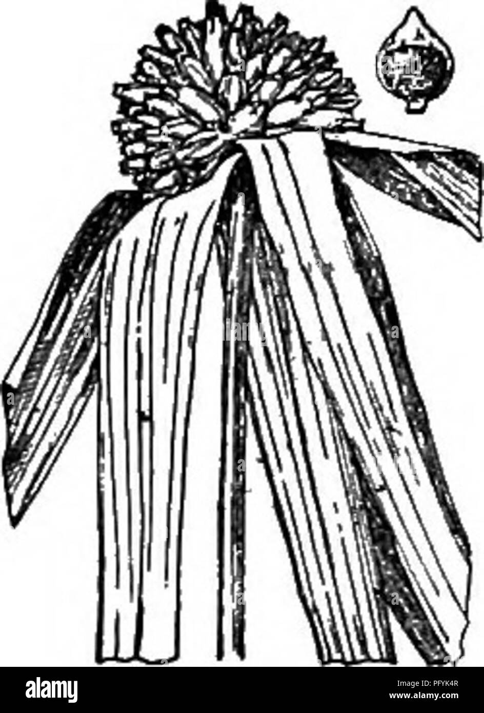 T latifolia Black and White Stock Photos & Images - Alamy