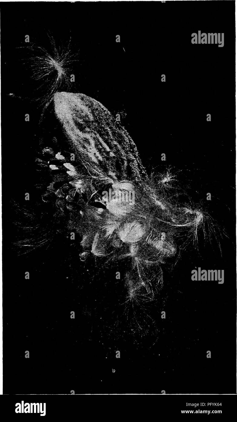 The image depicts milkweed seed-balloons as they emerge from the ...