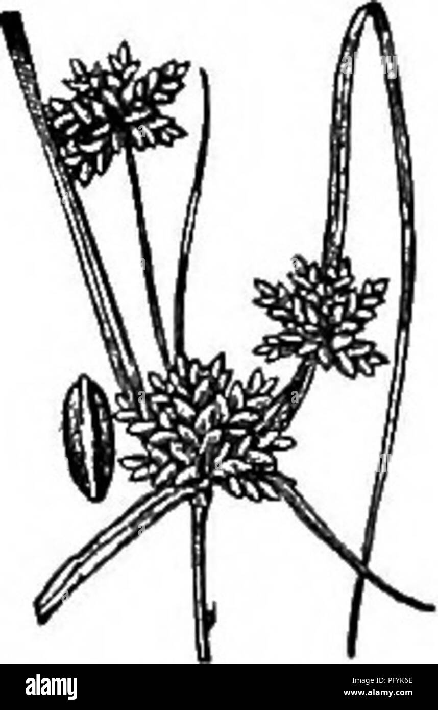 . Gray's new manual of botany. A handbook of the flowering plants and ...