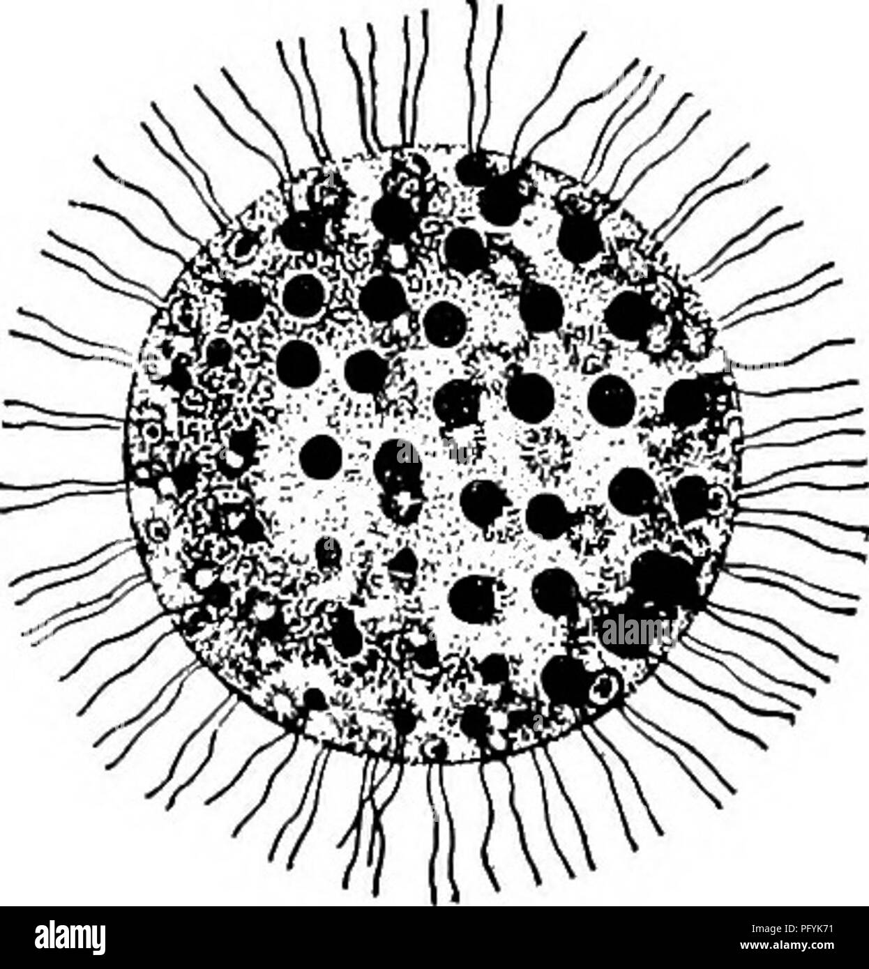 This text on freshwater biology describes the colony structure of the ...