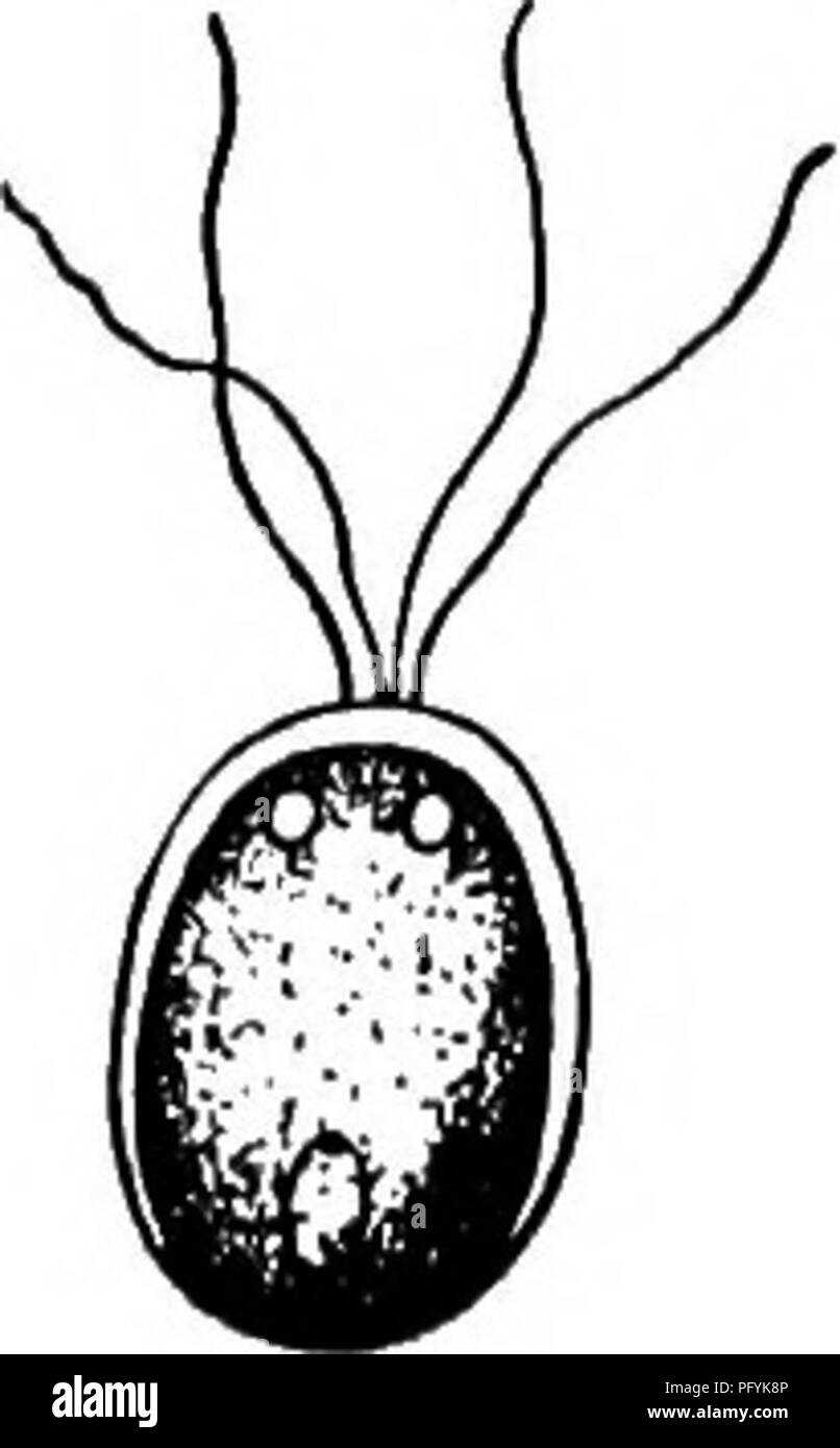 Tetraselmis hi-res stock photography and images - Alamy