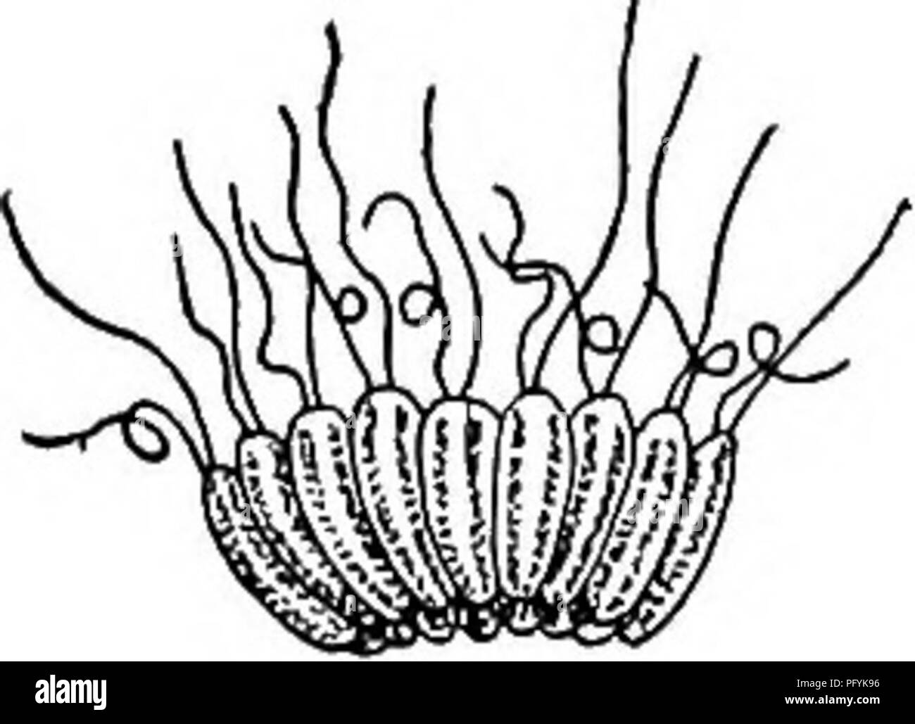 Mastigophora hi-res stock photography and images - Alamy