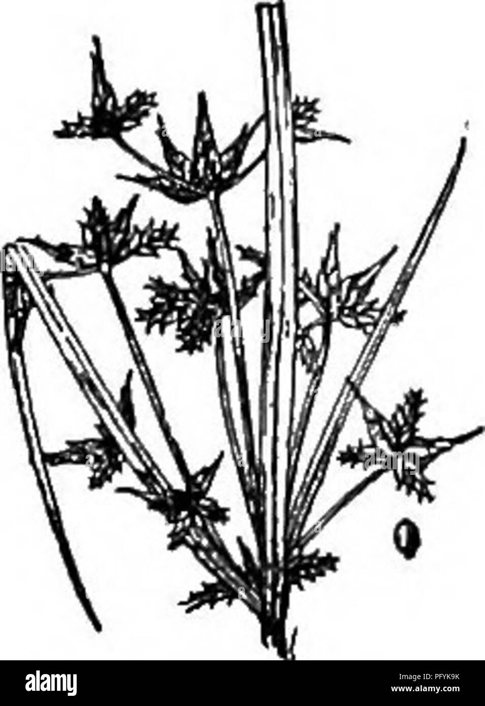 Detailed descriptions and illustrations of flowering plants and ferns ...