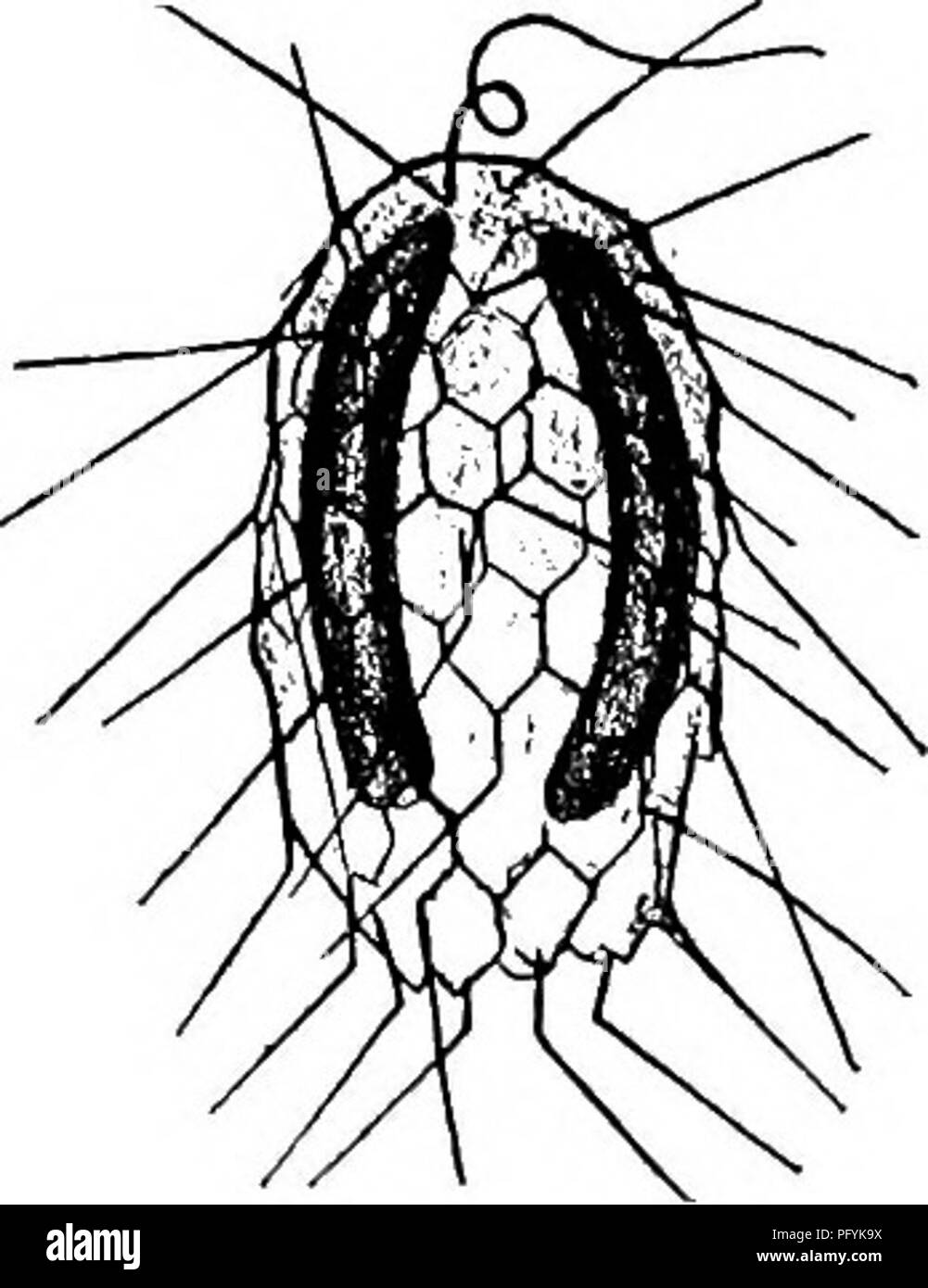 Slightly tapering body hi-res stock photography and images - Alamy