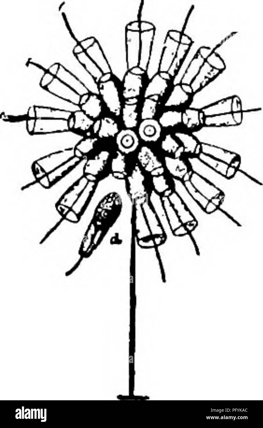 Codosiga hi-res stock photography and images - Alamy