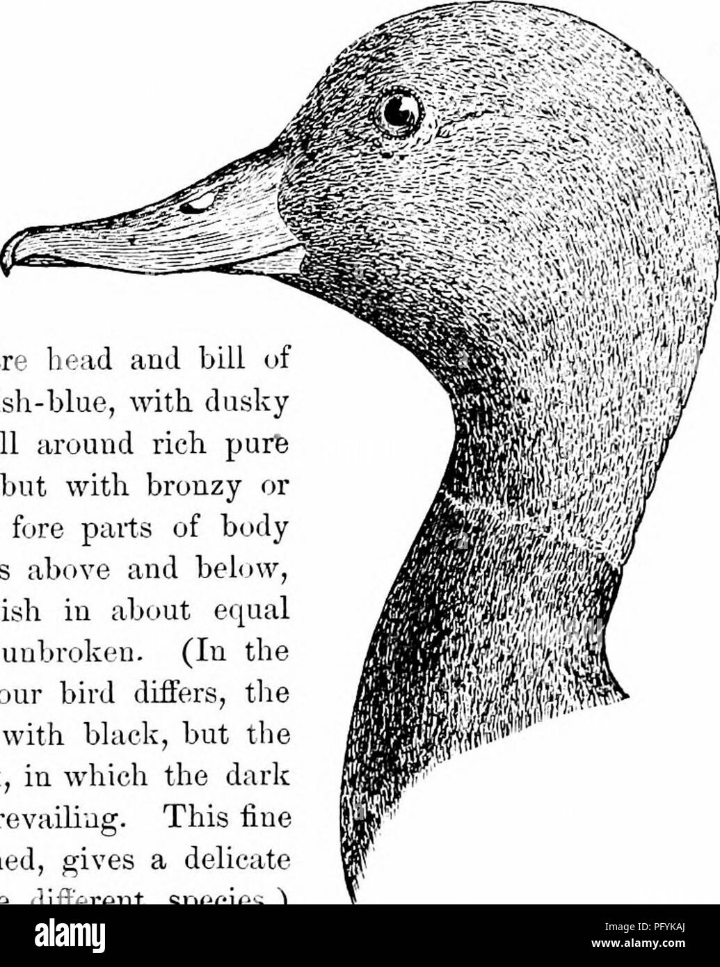This ornithology reference provides a concise account of all known bird ...