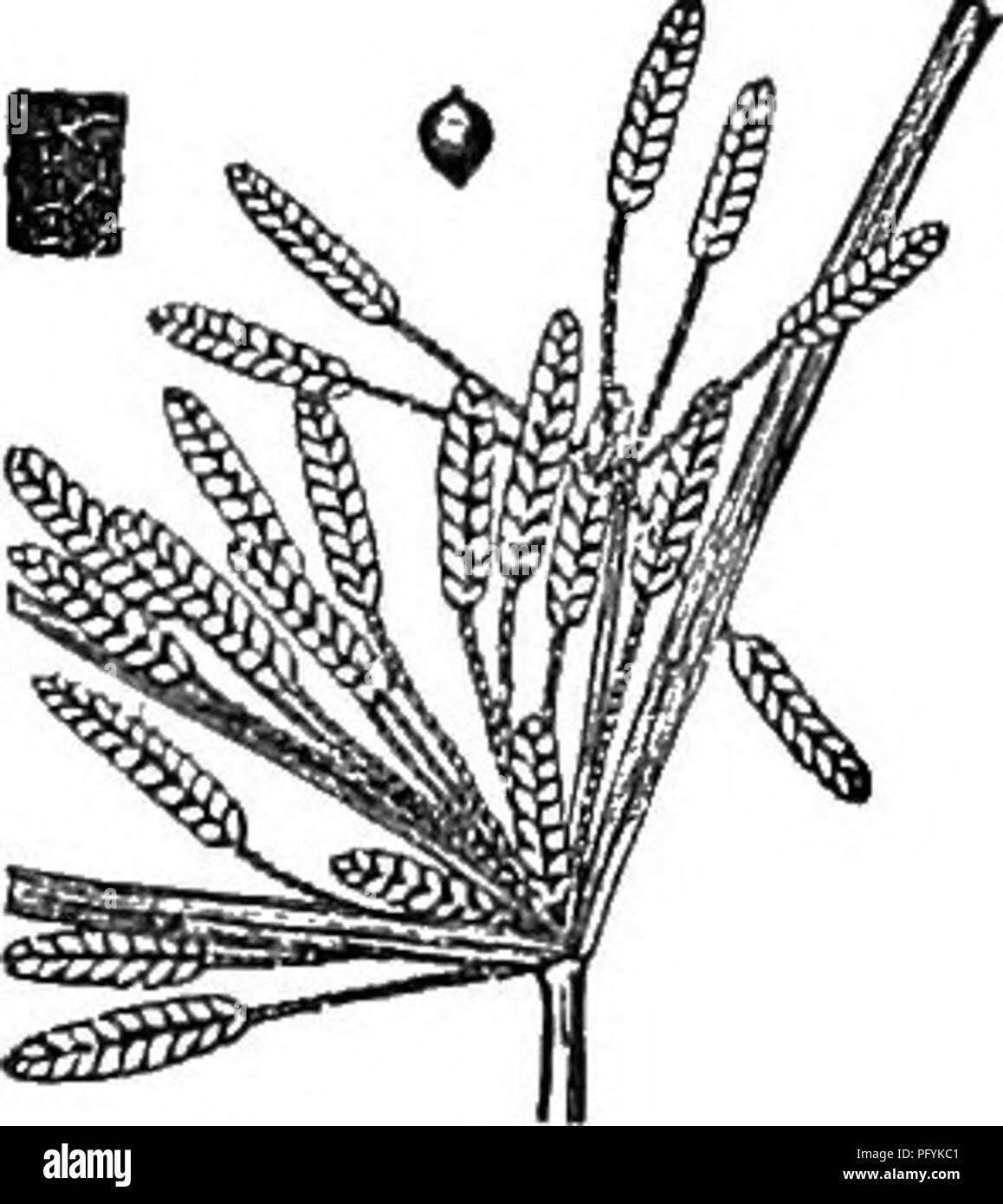 This illustration from Gray's manual of botany depicts various species ...