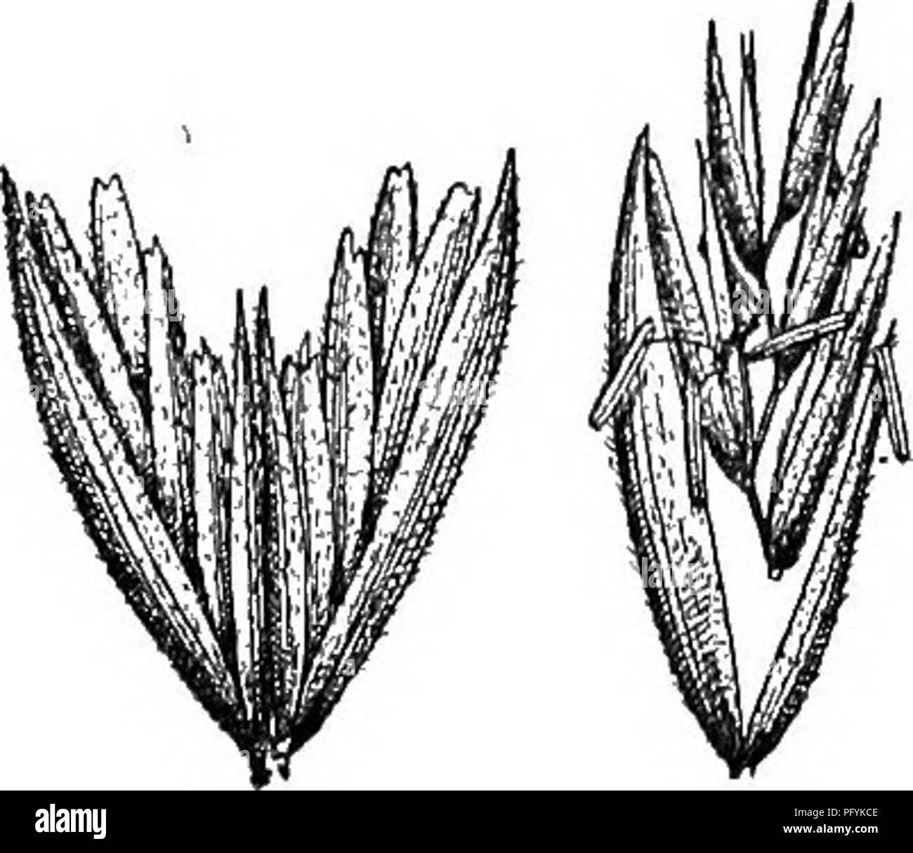 This manual provides a detailed guide to the flora of the central and ...
