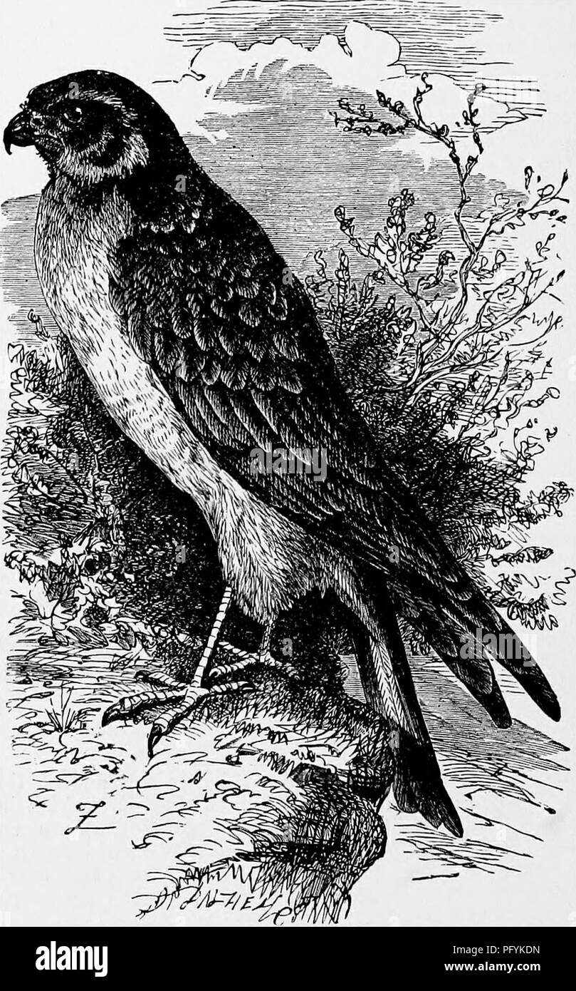 Male hen harrier Black and White Stock Photos & Images - Alamy