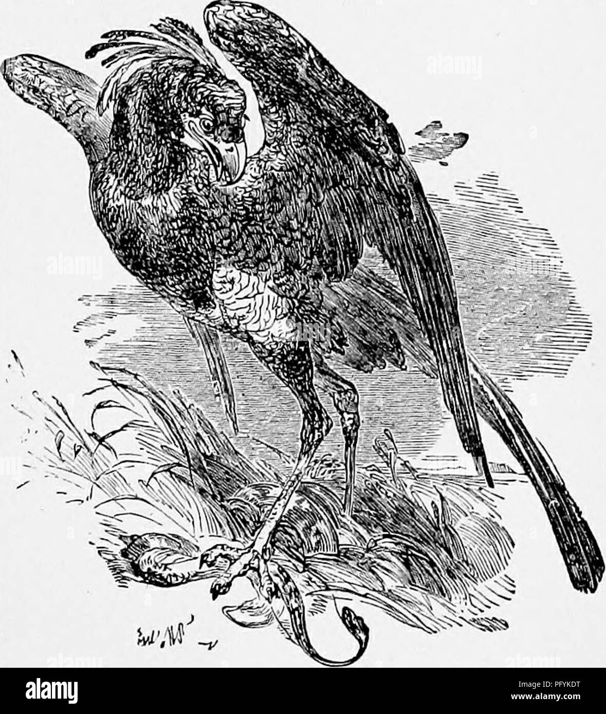 Secretary bird and cobra hi-res stock photography and images - Alamy