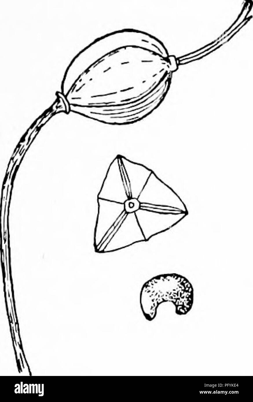 Crescent shaped fruit hi-res stock photography and images - Alamy