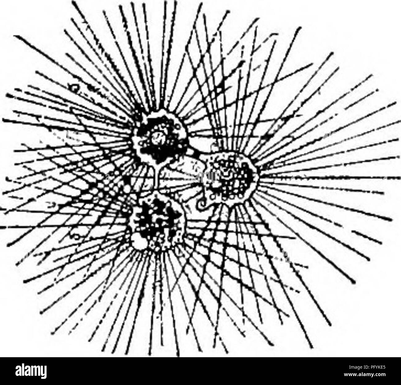 Mucilaginous envelope hi-res stock photography and images - Alamy
