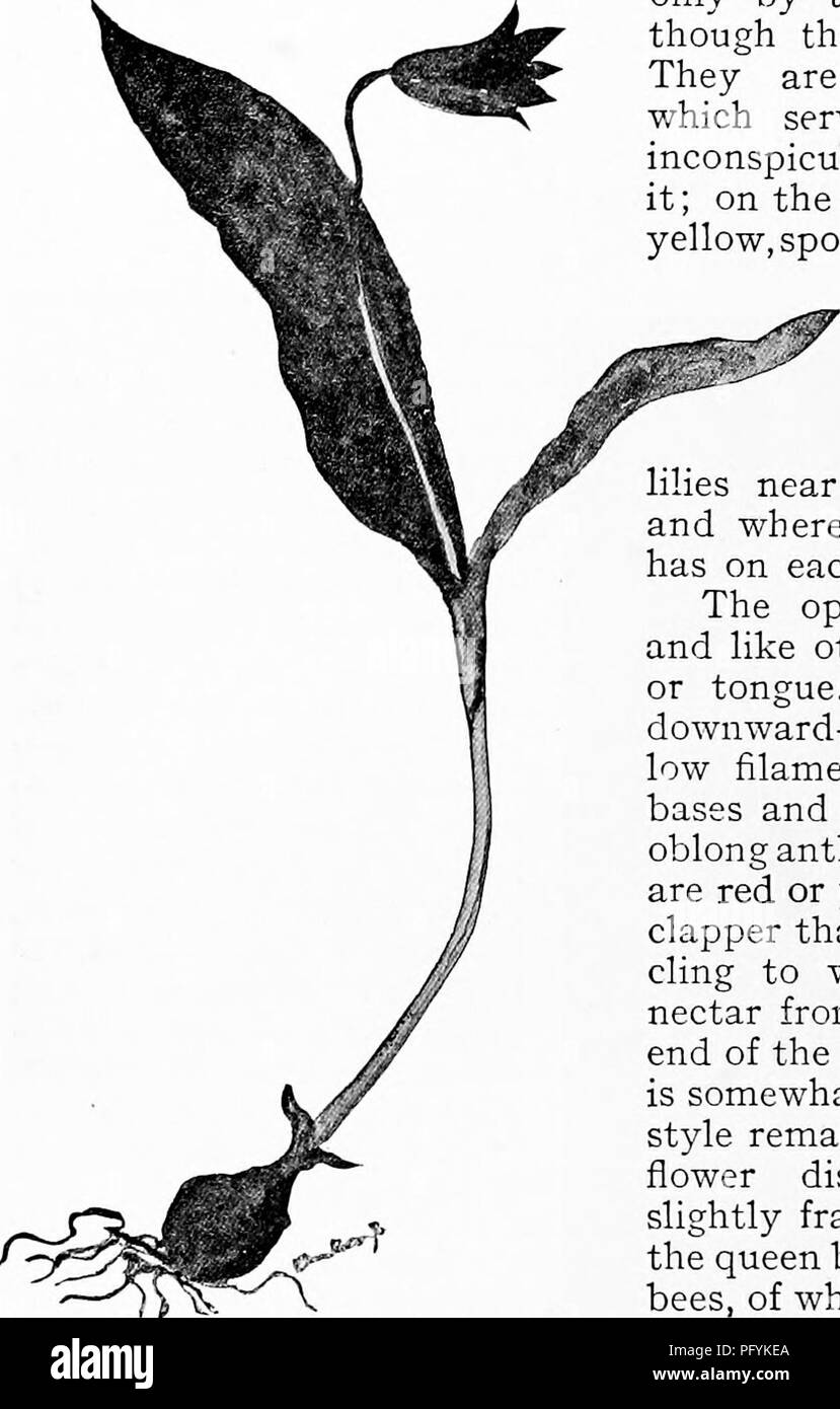 Swollen bulb like base hi-res stock photography and images - Alamy