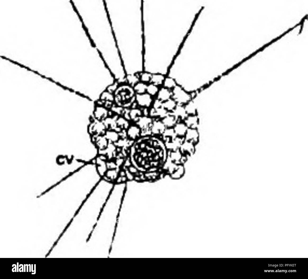Amoeboid movement hi-res stock photography and images - Alamy
