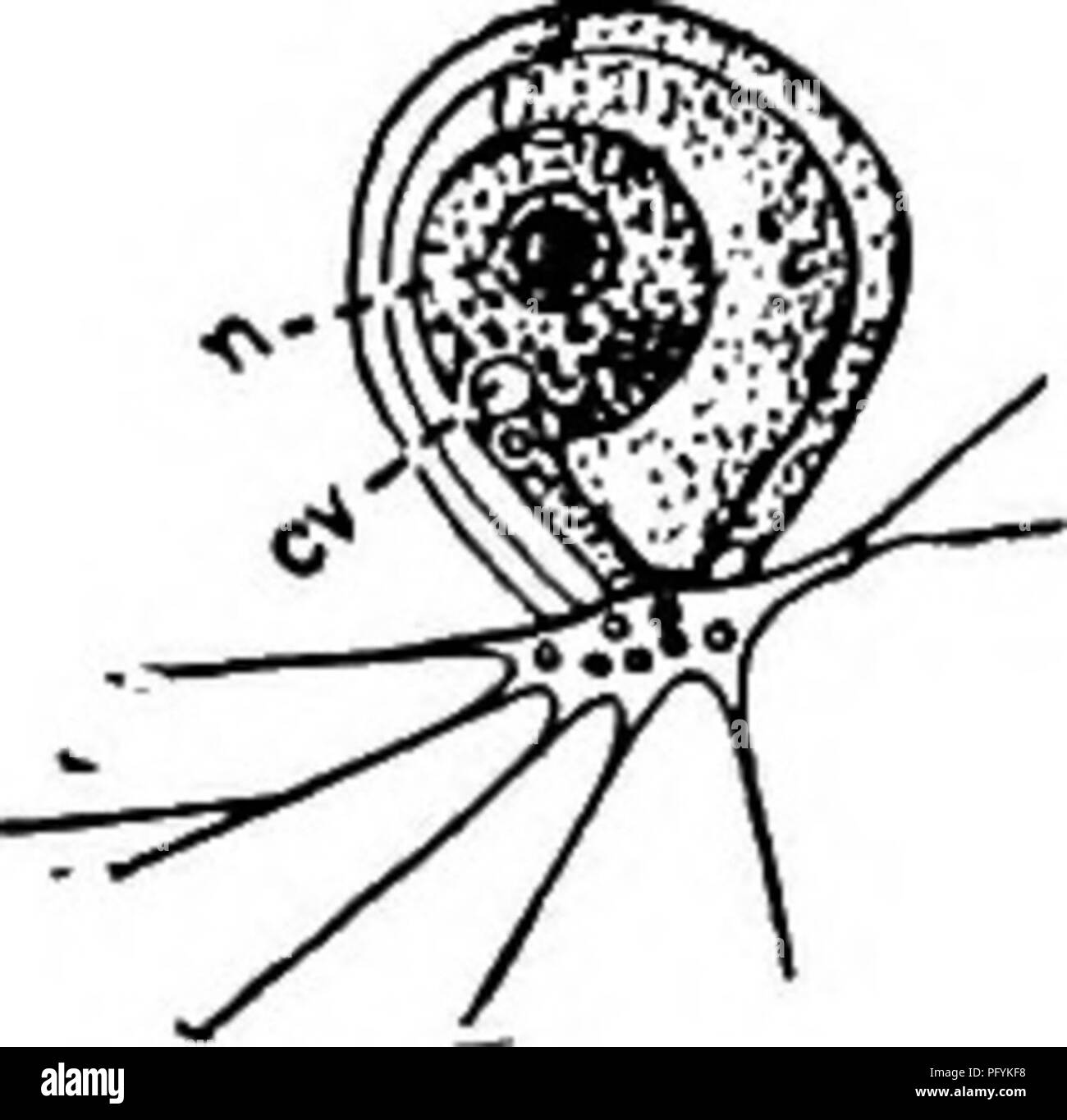 This image features *Nuclearia simplex*, a species of amoeboid organism ...