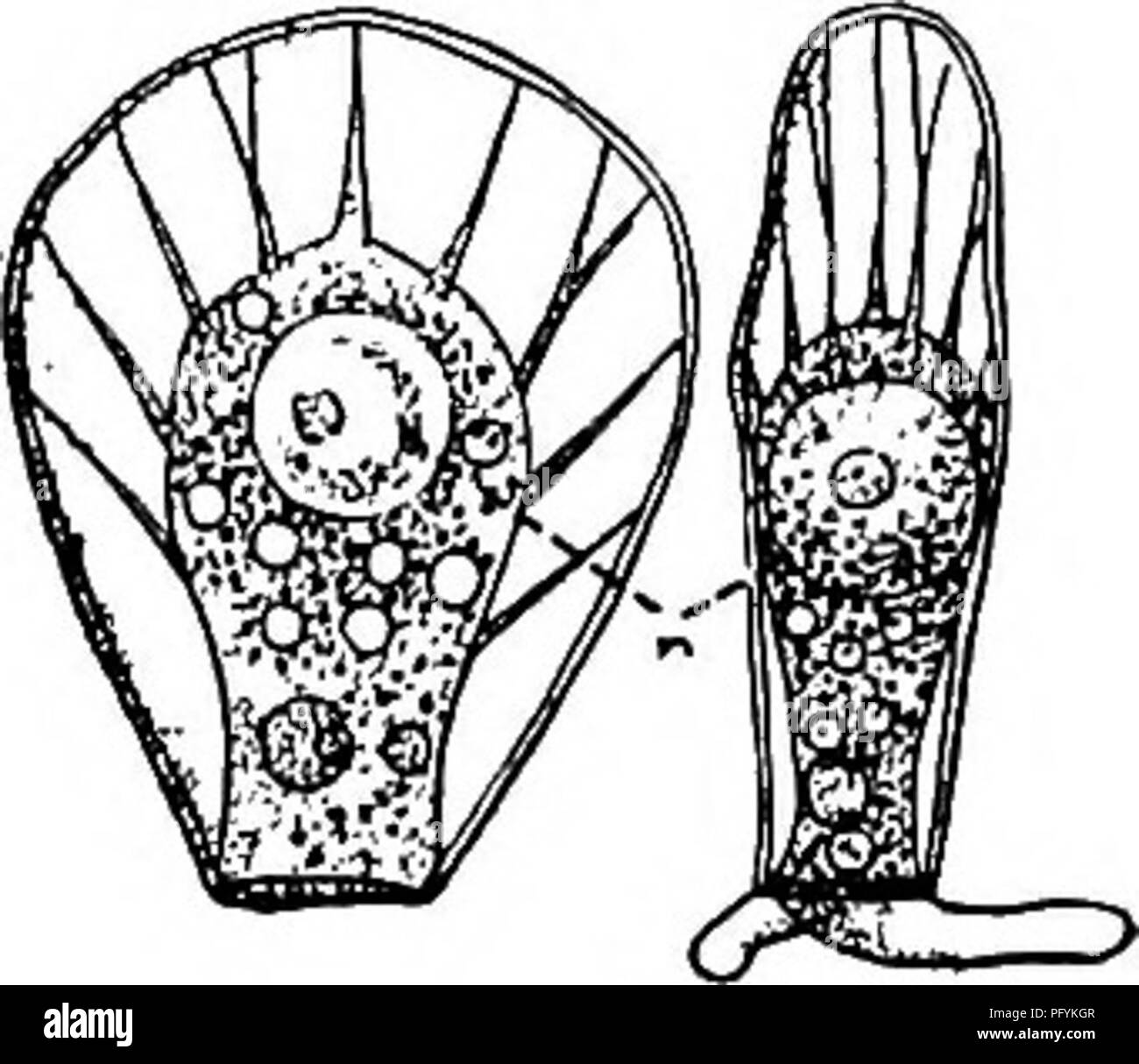 Diatoms Black and White Stock Photos & Images - Alamy