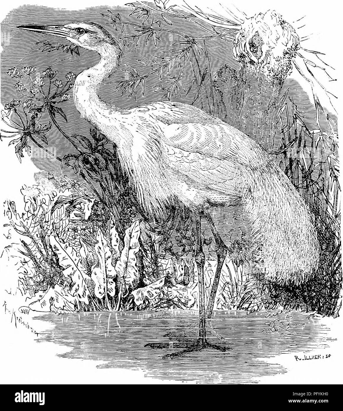 Drooping feathers Black and White Stock Photos & Images - Alamy