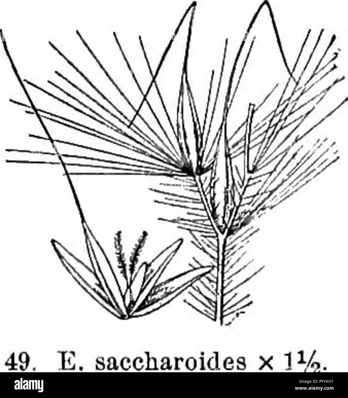 . Gray's new manual of botany. A handbook of the flowering plants and ...