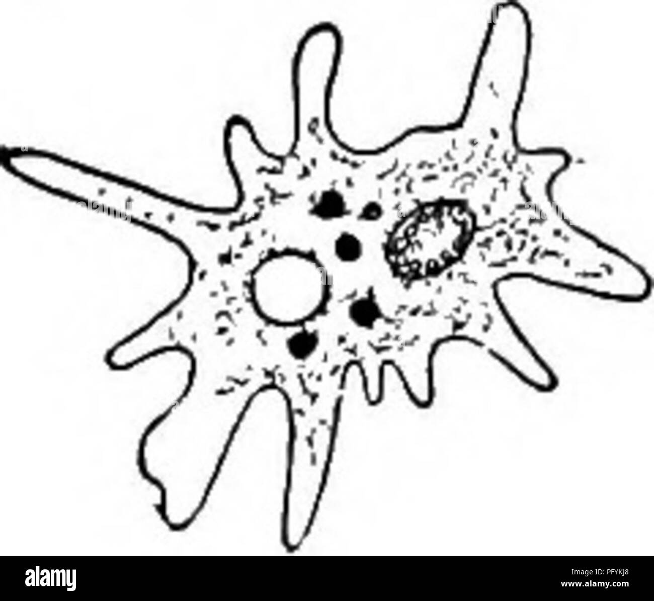 Pelomyxa carolinensis hi-res stock photography and images - Alamy