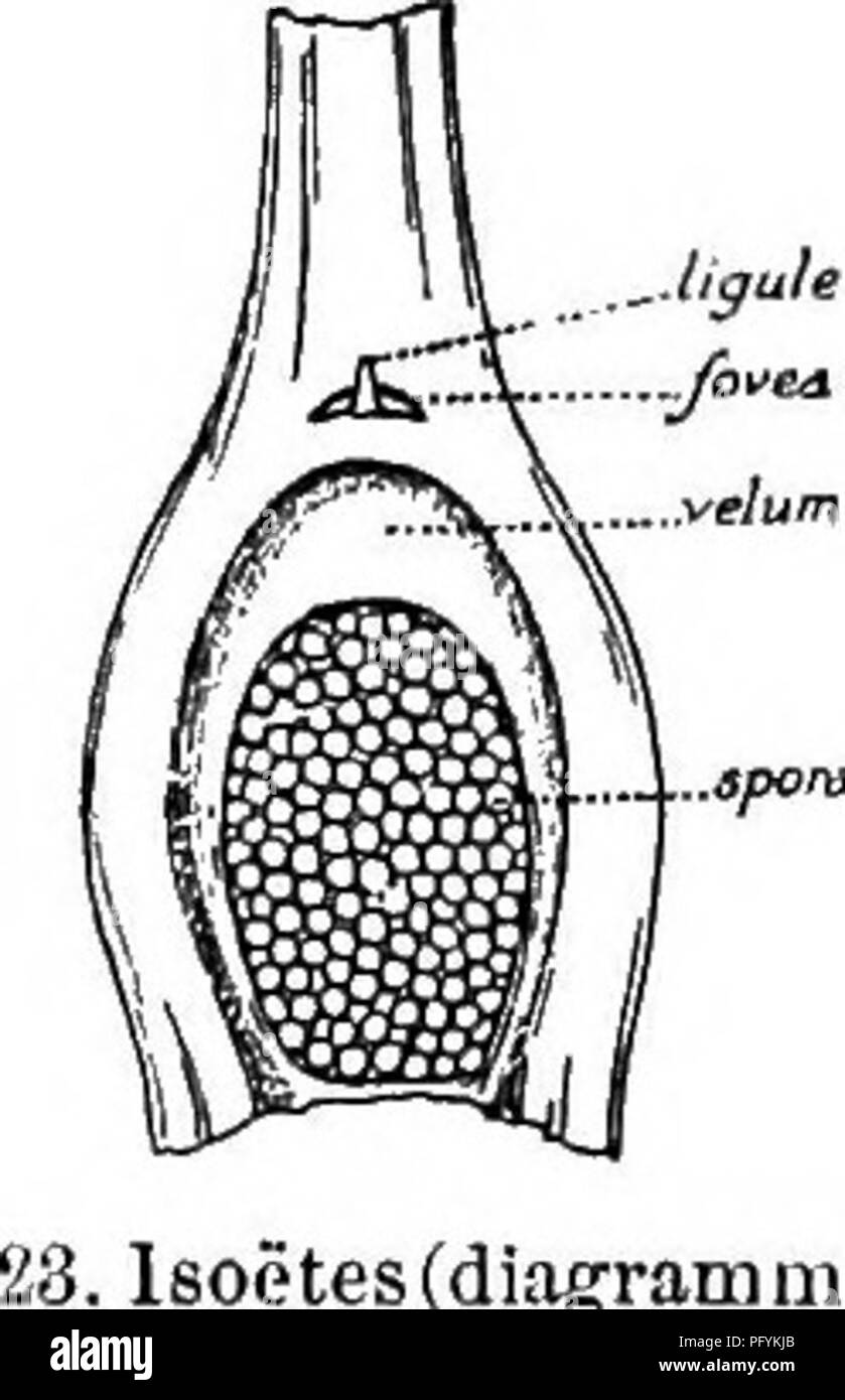 Spore cases Black and White Stock Photos & Images - Alamy