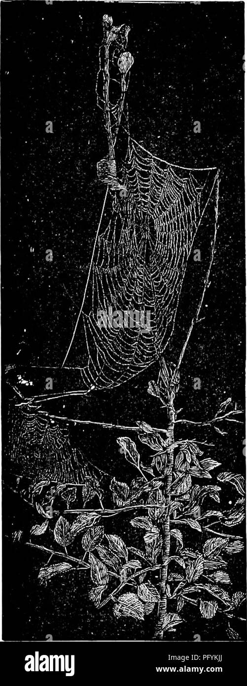 This handbook focuses on nature-study, offering resources for teachers ...