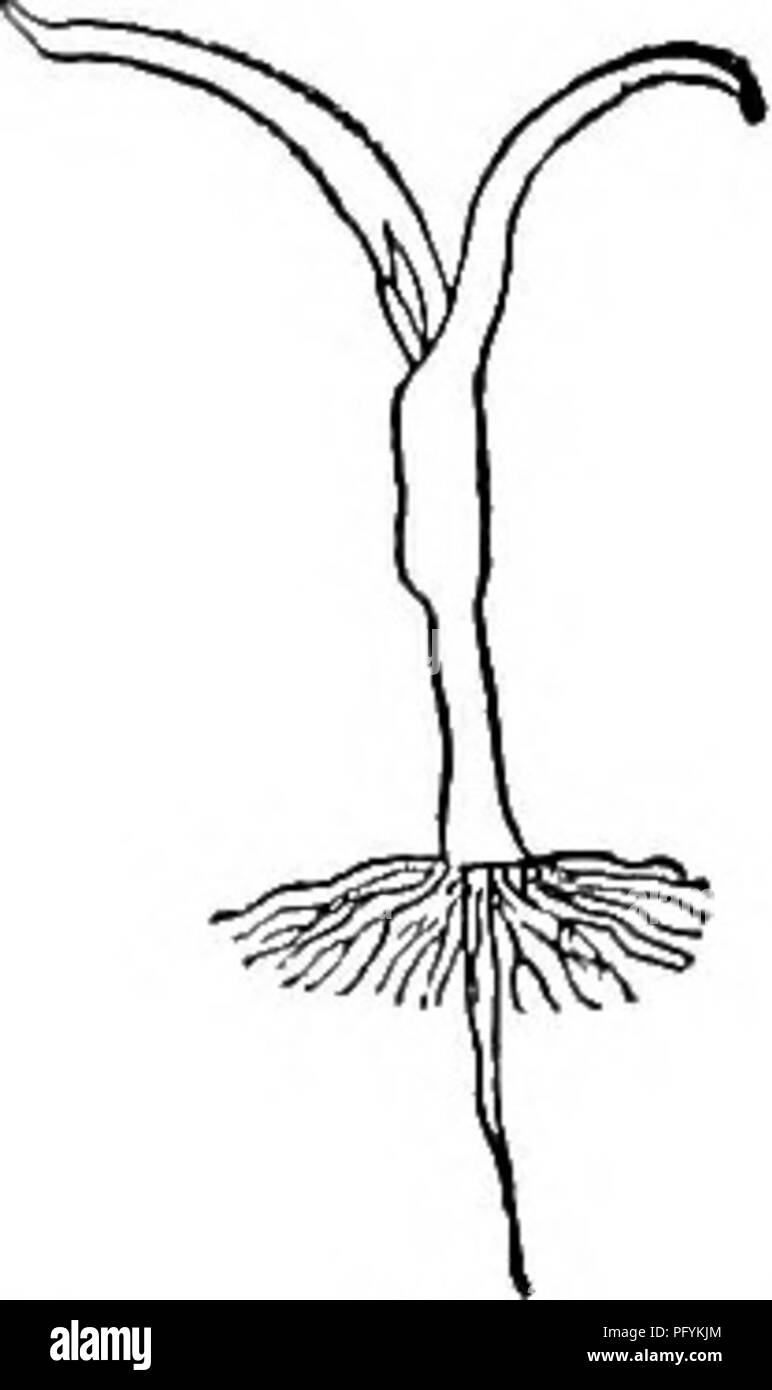 Seed root hairs hi-res stock photography and images - Alamy