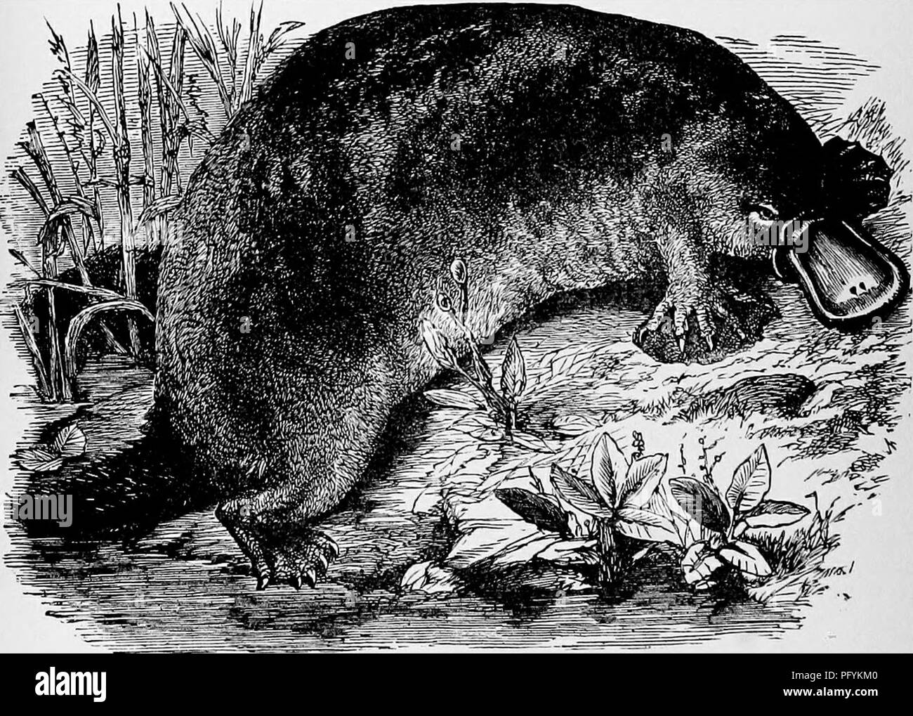 This work describes the Little Ant-eater, a small mammal from tropical ...