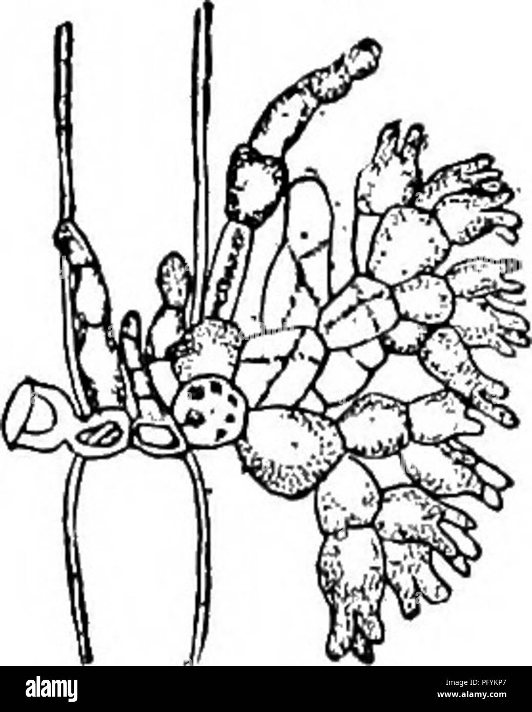 Microscopic and structural study of Batrachospermum grabussoniense, a ...