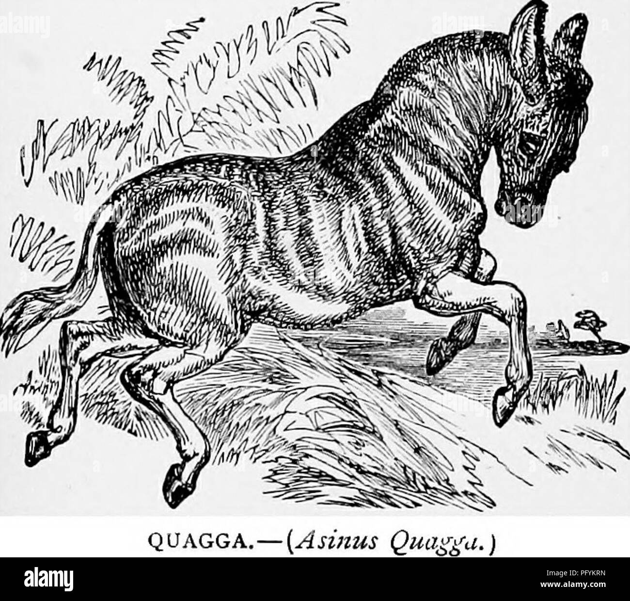 The Quagga, an extinct species closely related to the zebra, was known ...