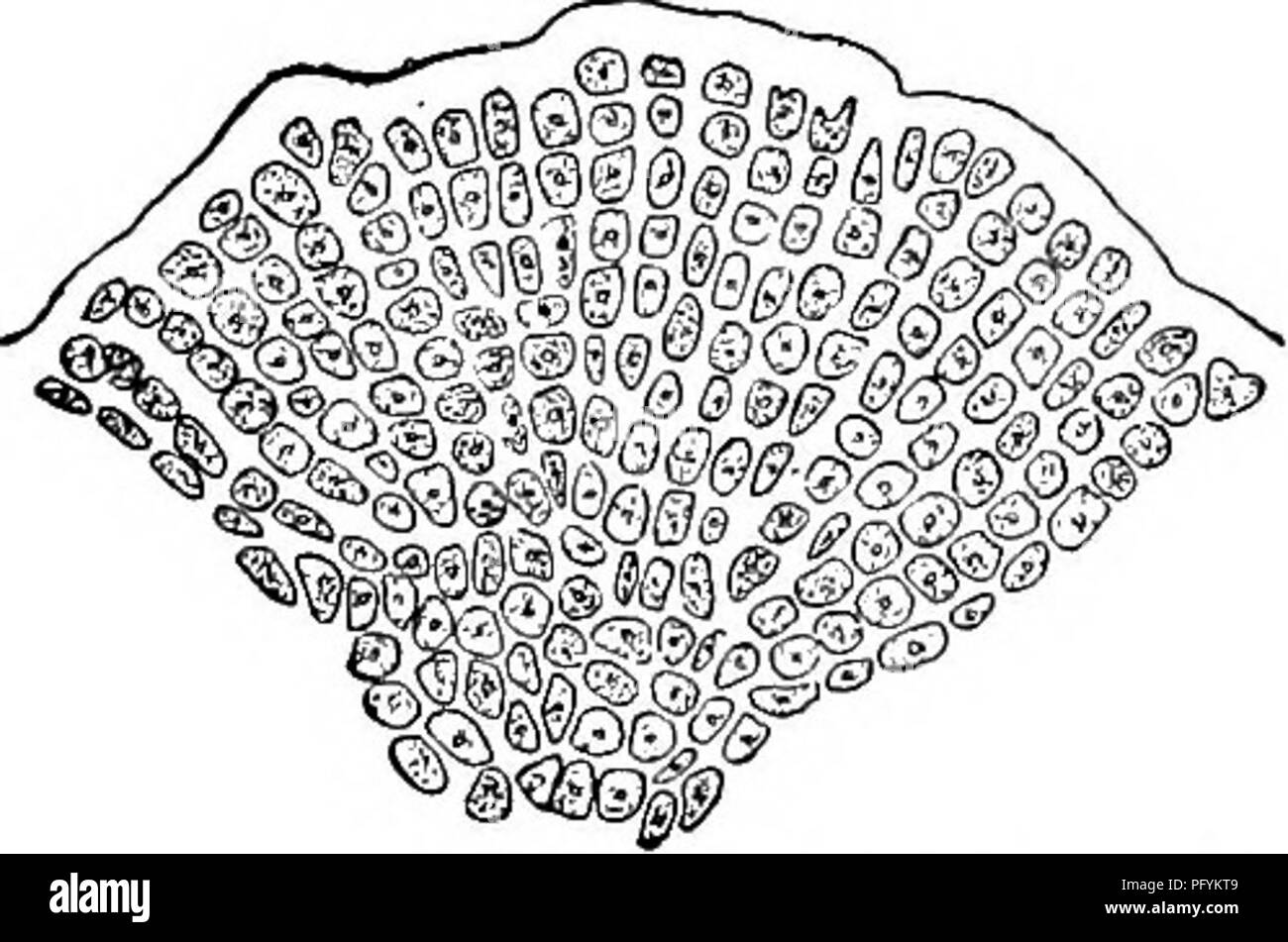 This diagram from 'Fresh-water Biology' shows Coleochaete scutia, a ...