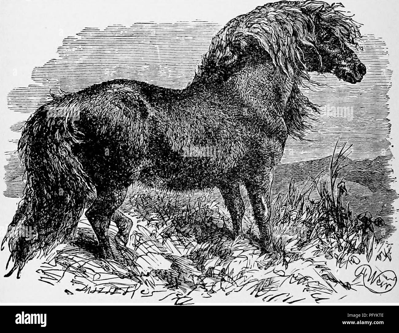 Aggressive Horse Drawing